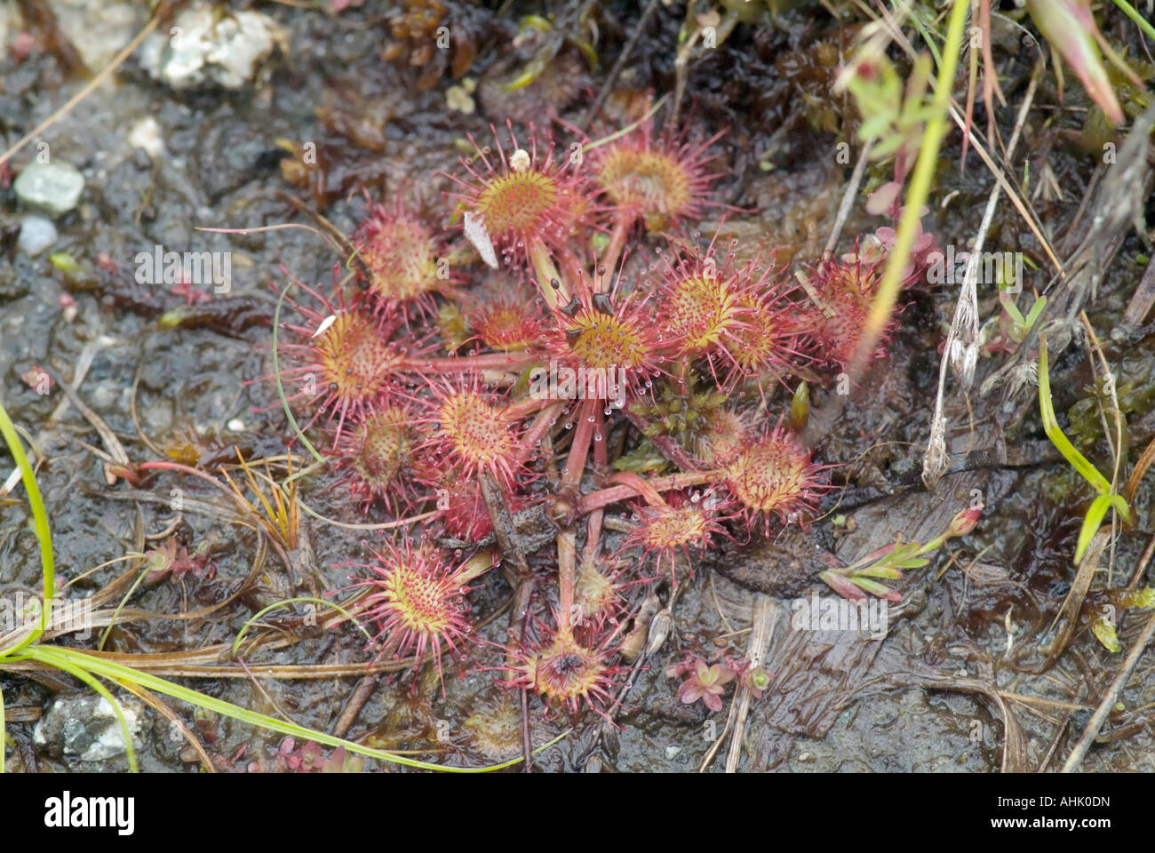 Round leaved sundew -Drosera rotundifolia Stock Photo - Alamy
