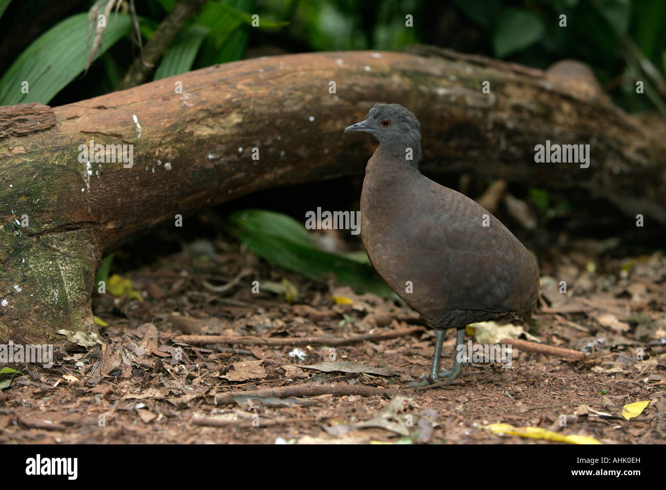 Undulated tinamou Crypturellus undulatus Brazil Stock Photo - Alamy