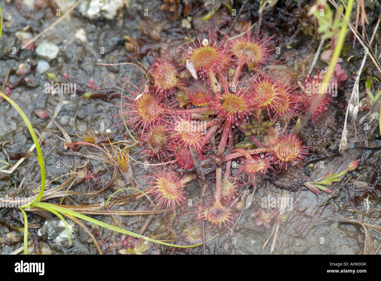 North american sundew hi-res stock photography and images - Alamy