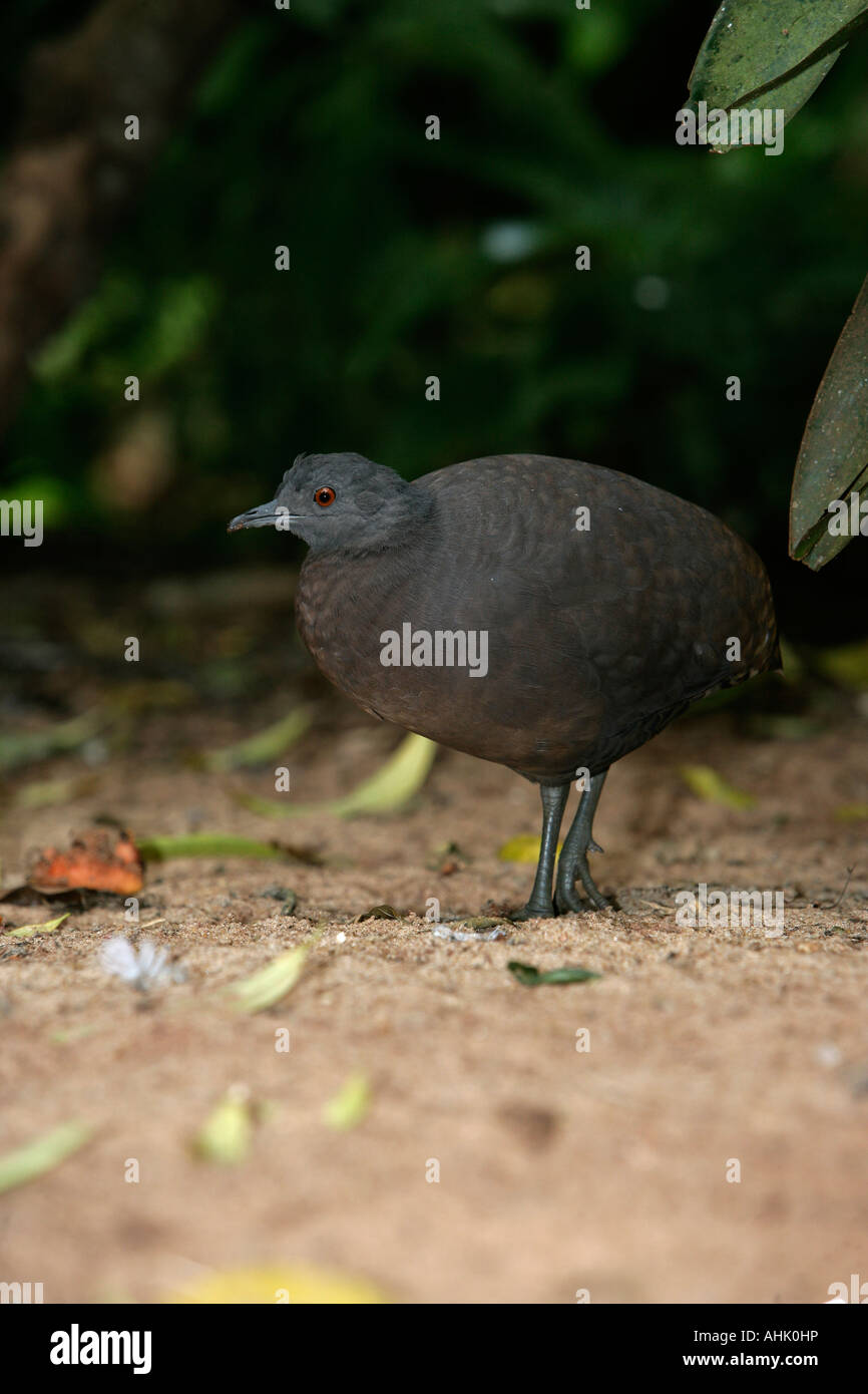 Undulated tinamou Crypturellus undulatus Brazil Stock Photo - Alamy