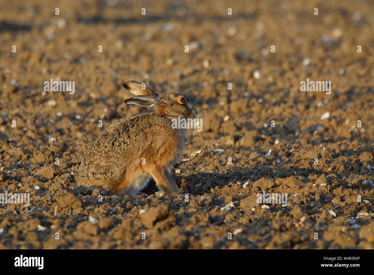 Brown Hare (Lepus capensis Stock Photo - Alamy