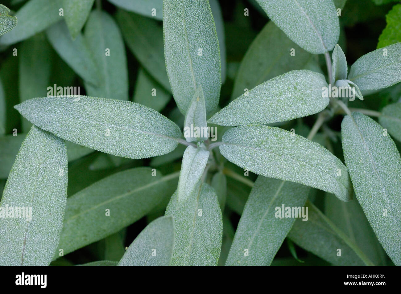 Salbei green hi-res stock photography and images - Alamy
