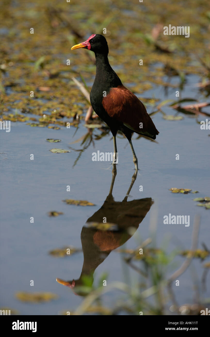 Wattled jacana Jacana jacana Brazil Stock Photo - Alamy