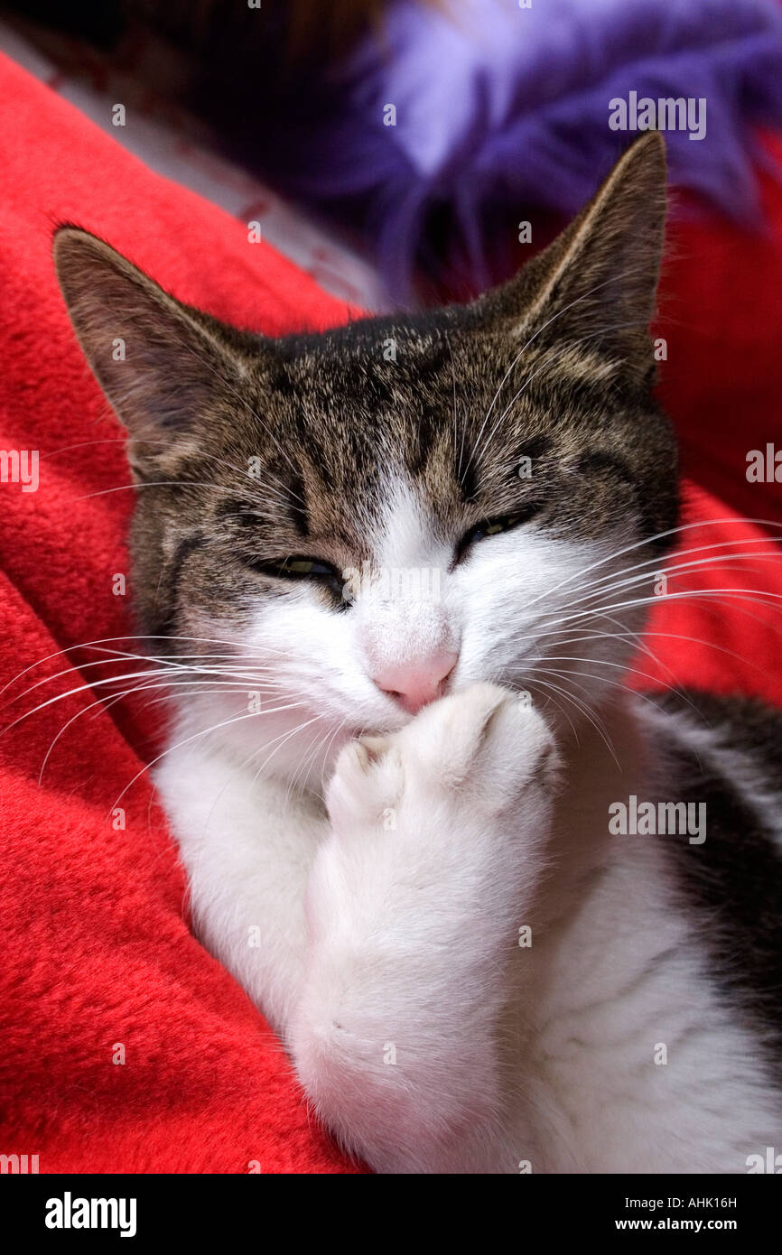 Breedinganimals hi-res stock photography and images - Alamy