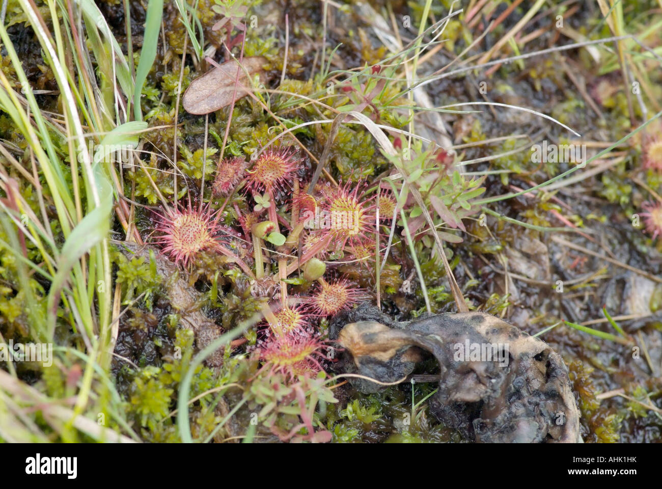 Round leaved sundew -Drosera rotundifolia Stock Photo - Alamy