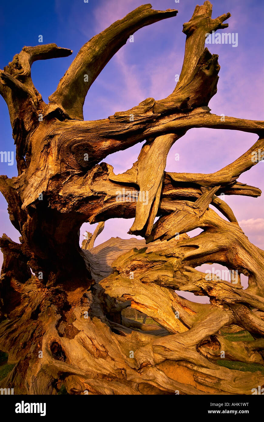 Upturned tree roots hi-res stock photography and images - Alamy