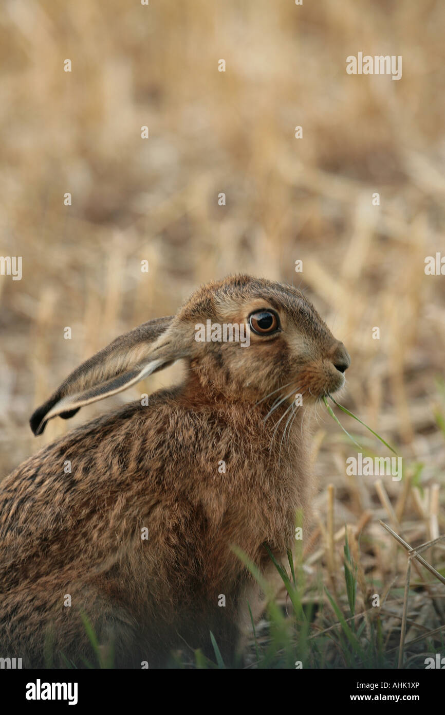 Brown Hare (Lepus capensis Stock Photo - Alamy