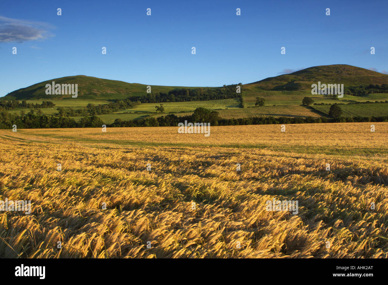 Evening Light On Corn Field Stock Photo - Alamy