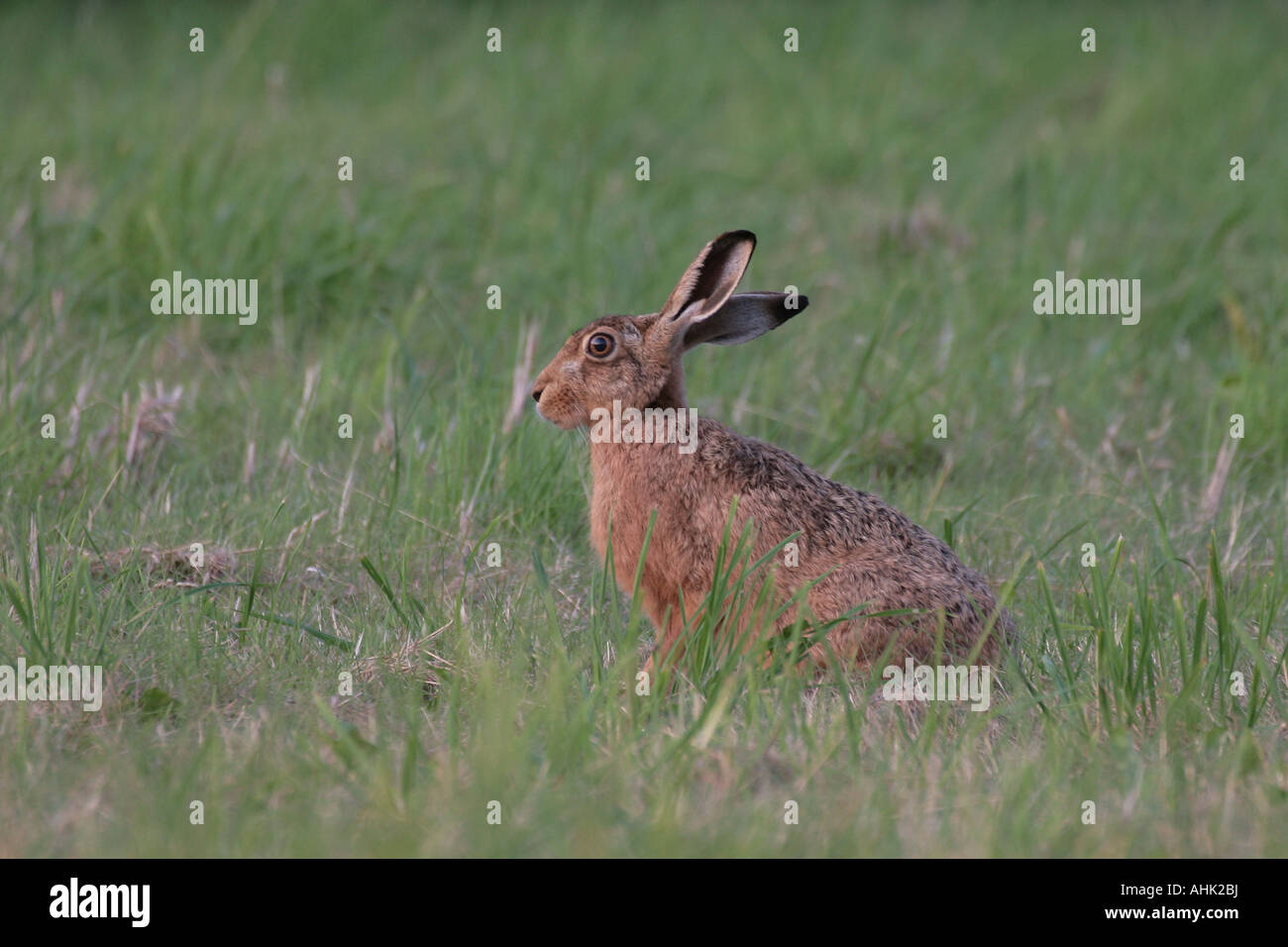 Brown Hare (Lepus capensis Stock Photo - Alamy