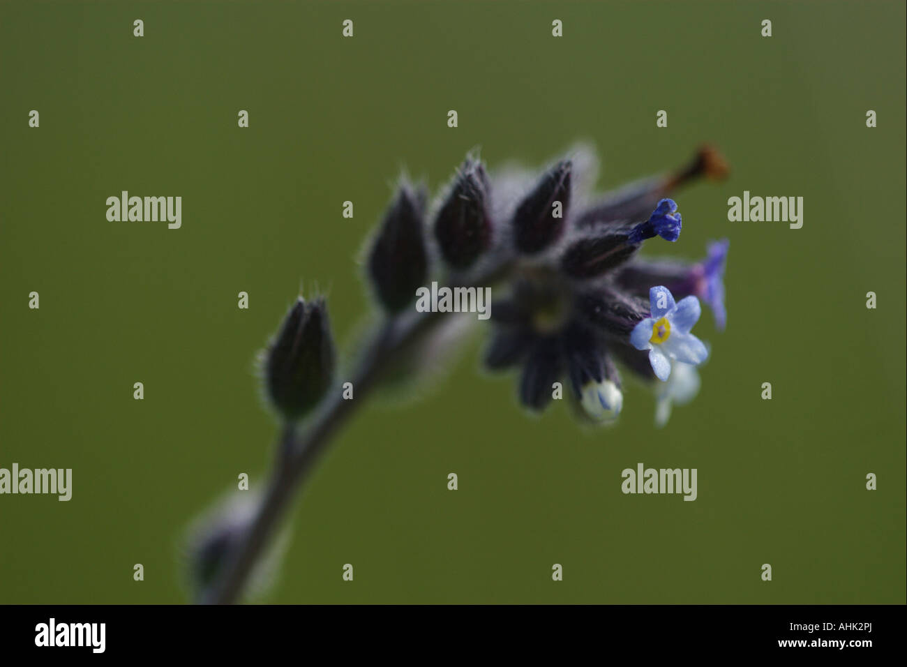Foget hi-res stock photography and images - Alamy