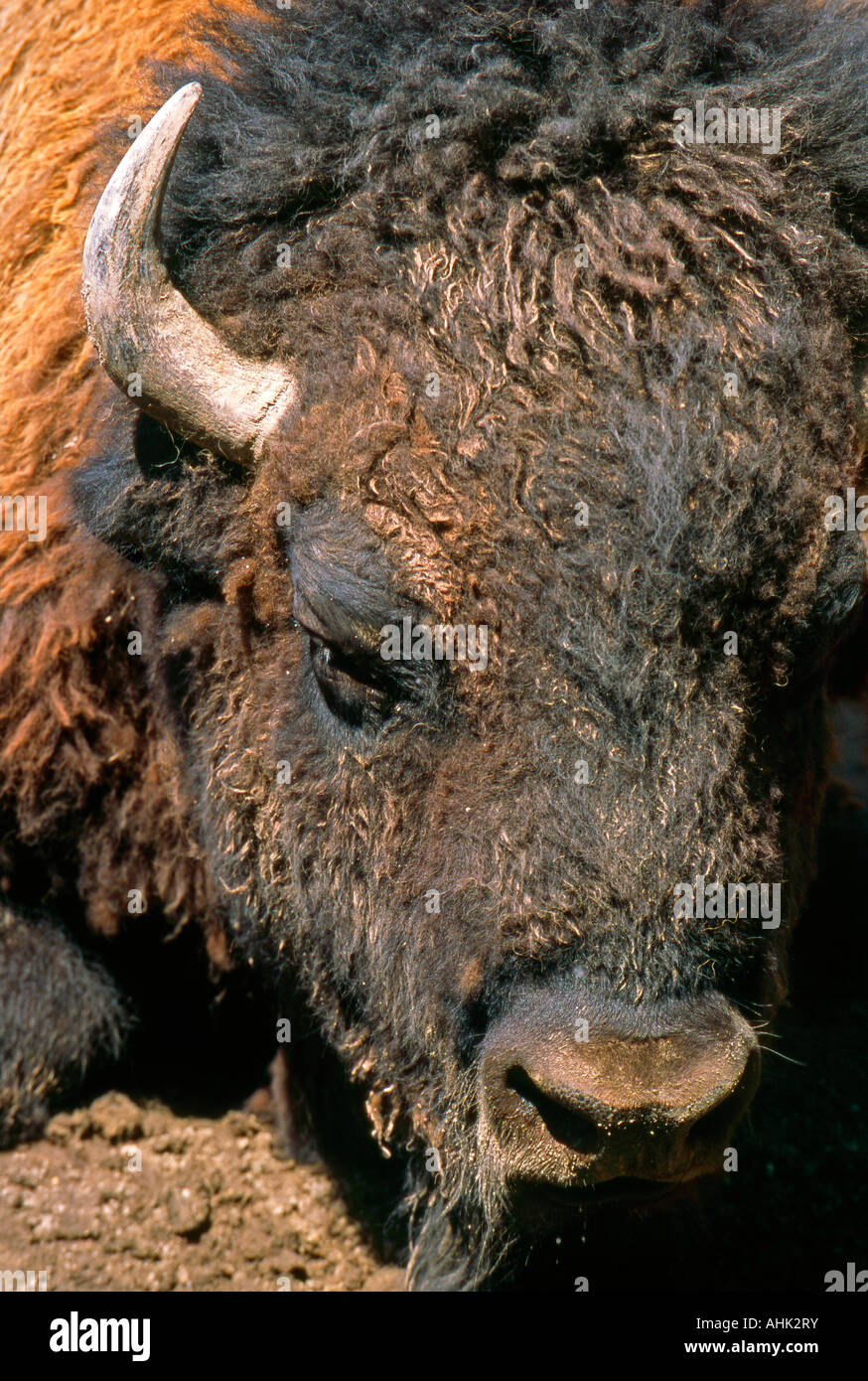 American Bison Head Stock Photo - Alamy