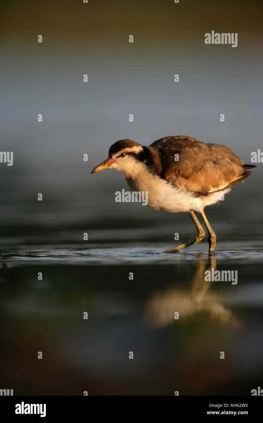 Wattled jacana Jacana jacana Brazil Juvinile Stock Photo - Alamy