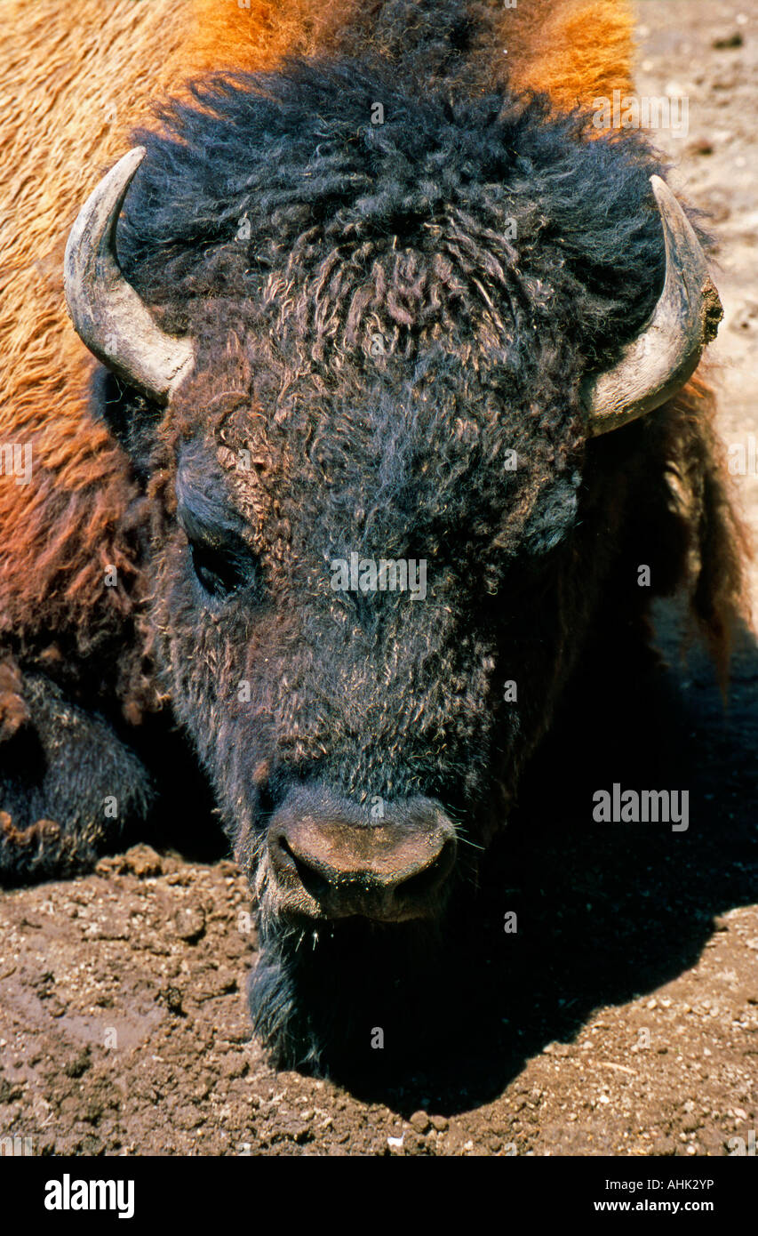 American Bison Head Stock Photo - Alamy