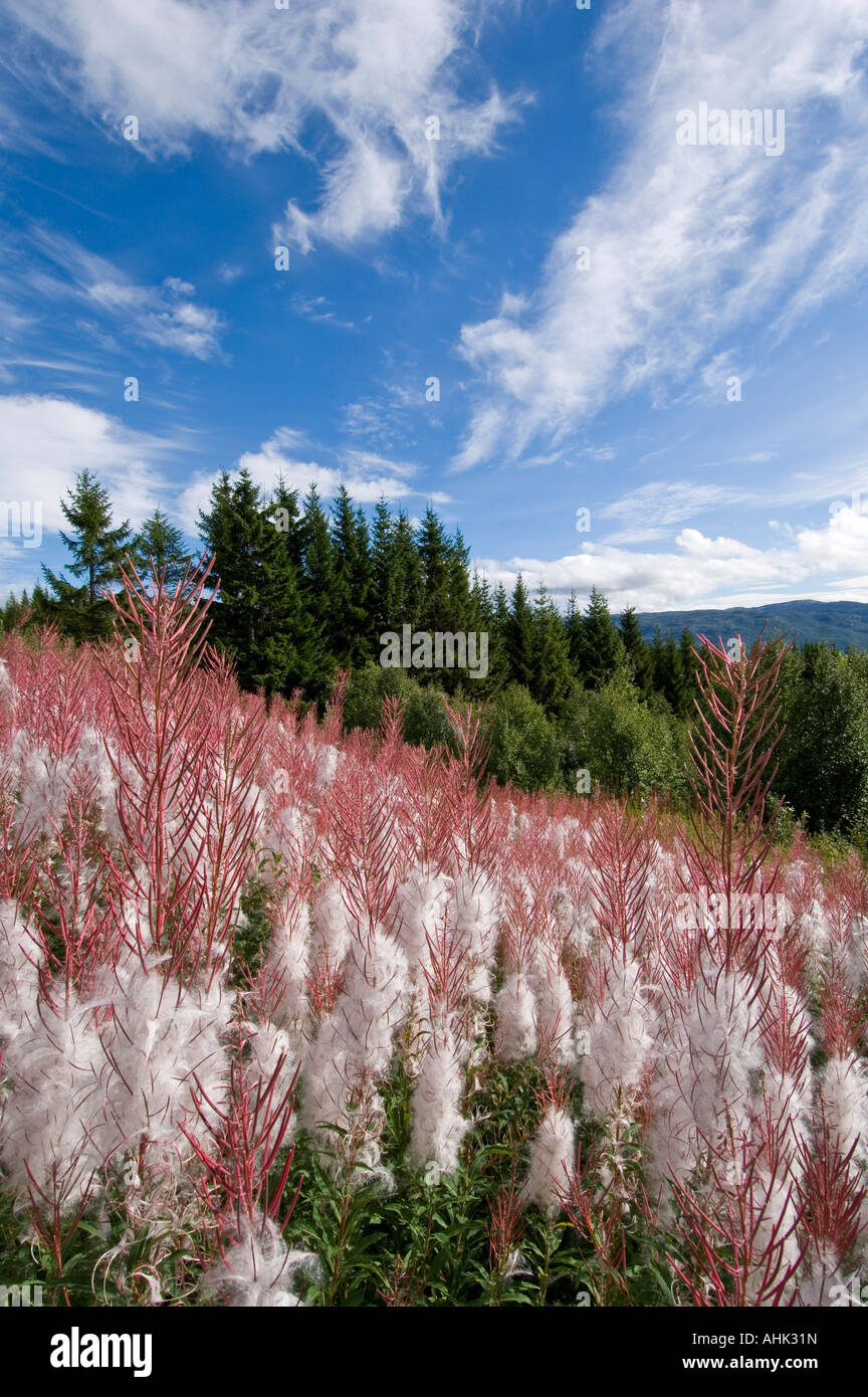 WIldflowers along Ofotfjorden northern Norway Stock Photo - Alamy
