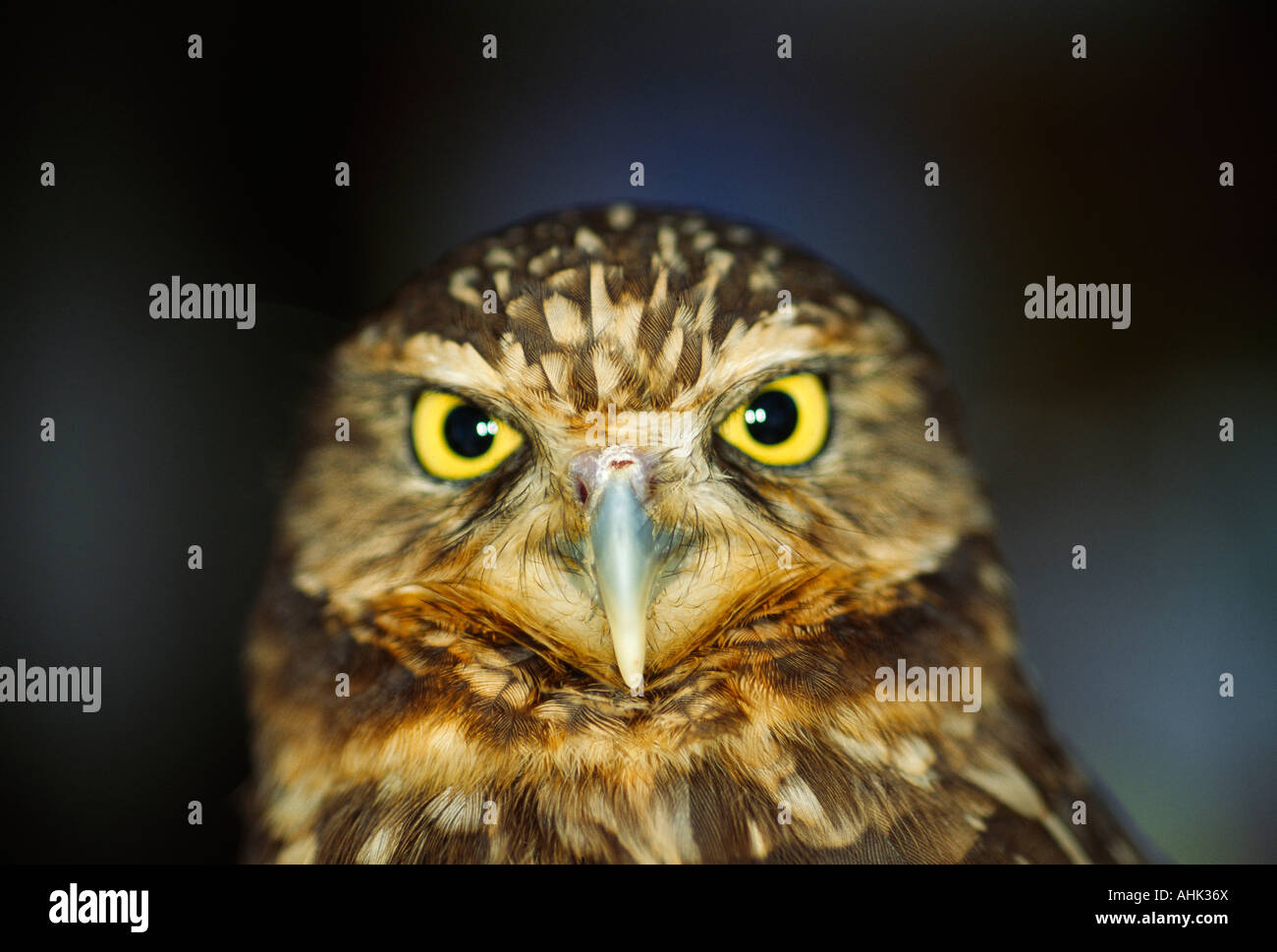 Beautiful bird prey piercing hi-res stock photography and images - Alamy