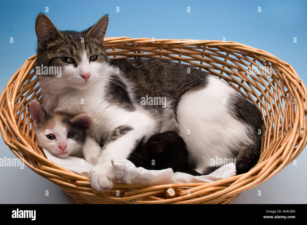 mother tabby and white cat in basket with her kitten Stock Photo - Alamy