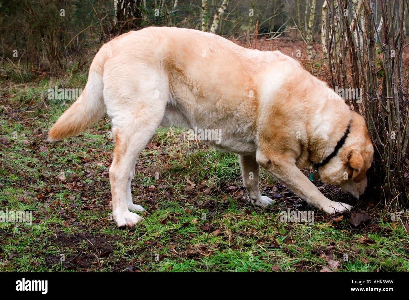 golden labrador sniffing around base of tree Stock Photo - Alamy