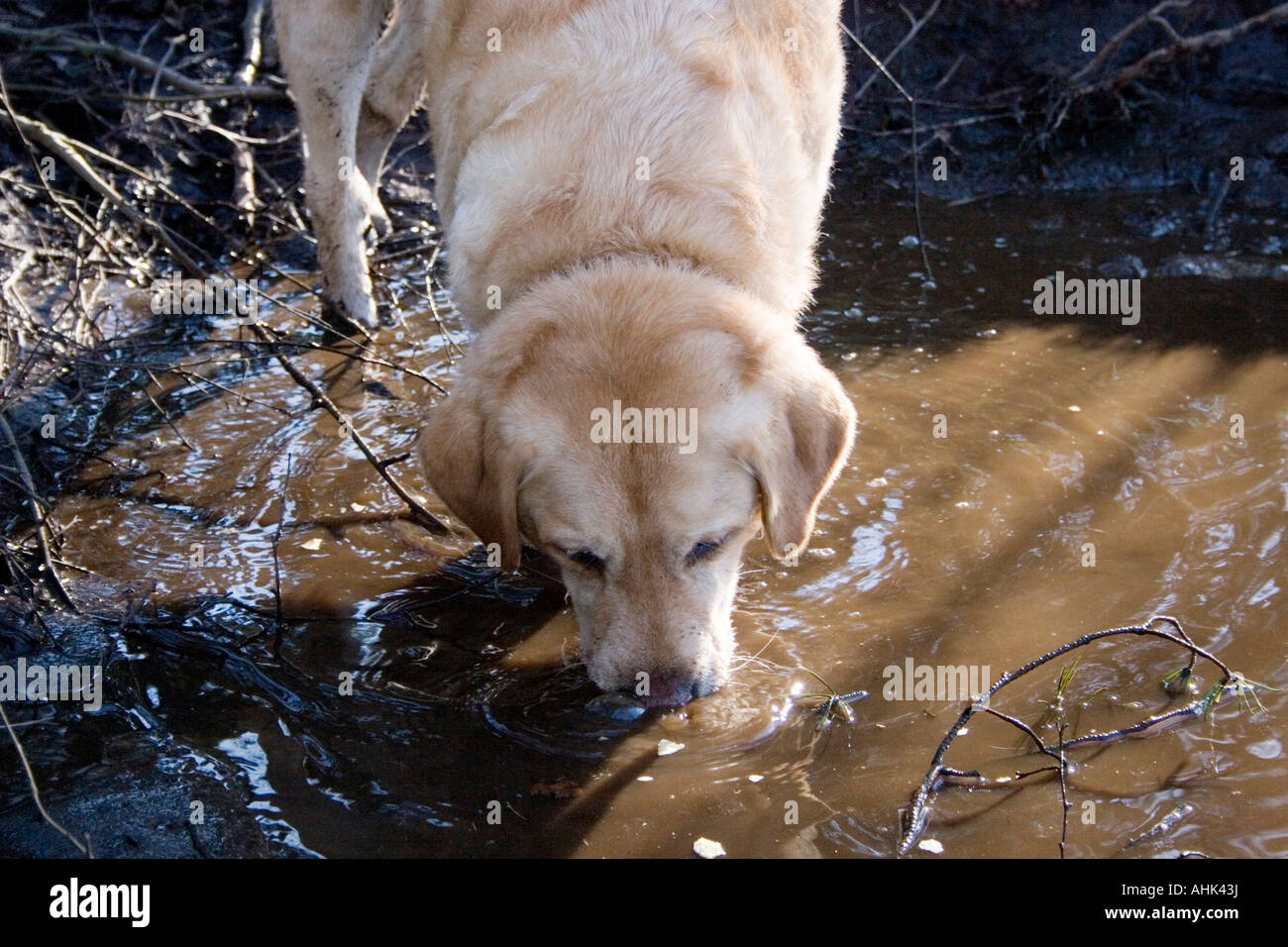 golden labrador drinking from muddy puddle Stock Photo - Alamy