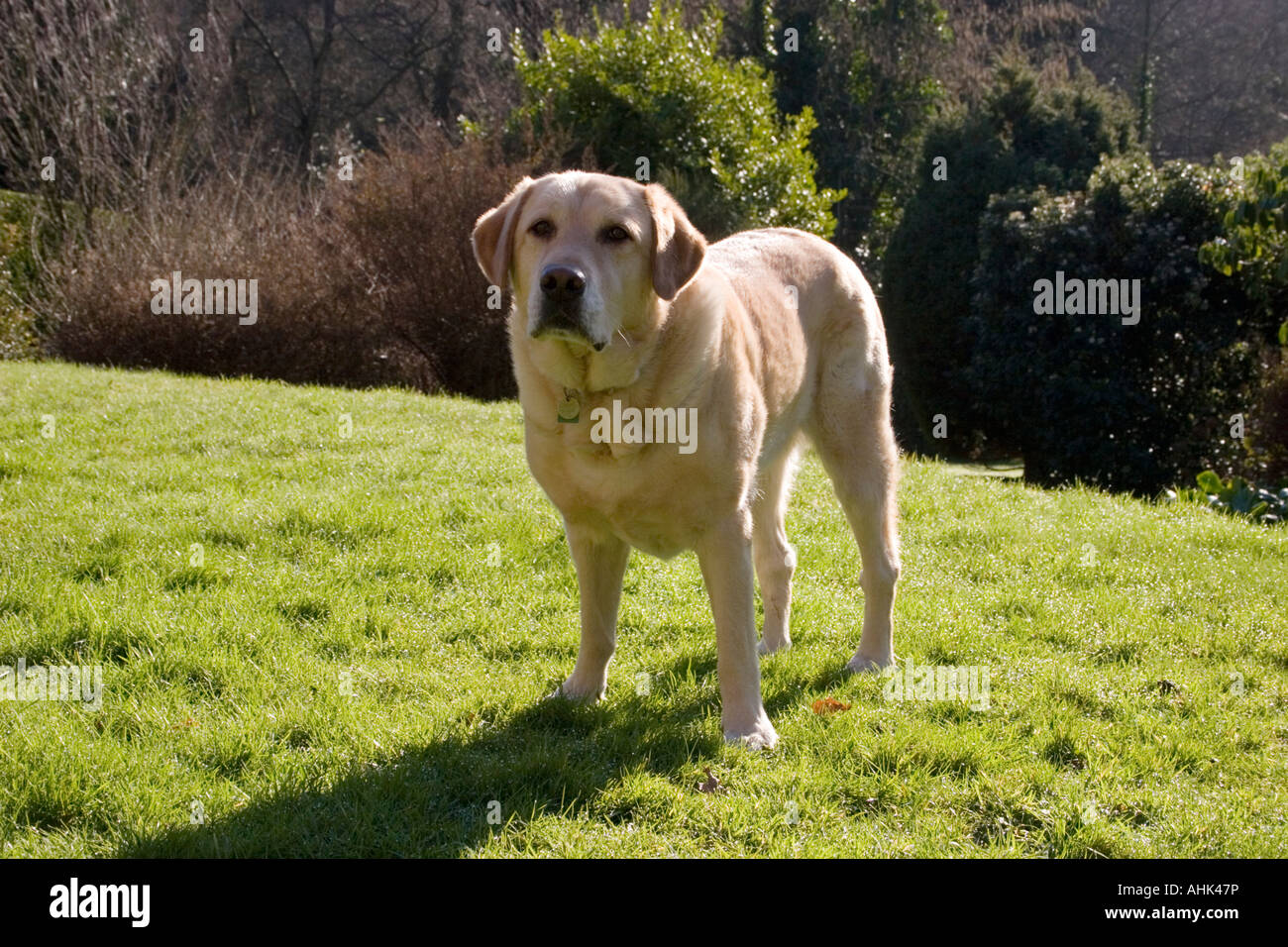 Fat labrador hi-res stock photography and images - Alamy