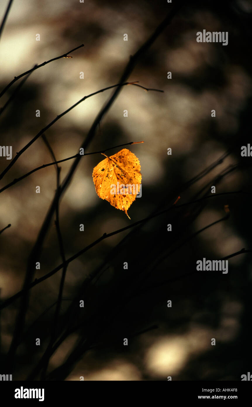 Last tree hi-res stock photography and images - Alamy