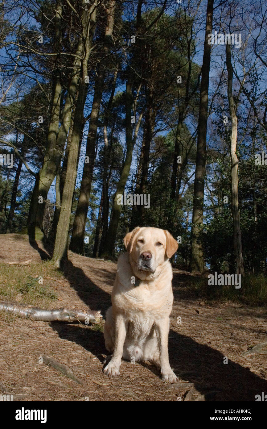 golden labrador sitting in woods Stock Photo - Alamy