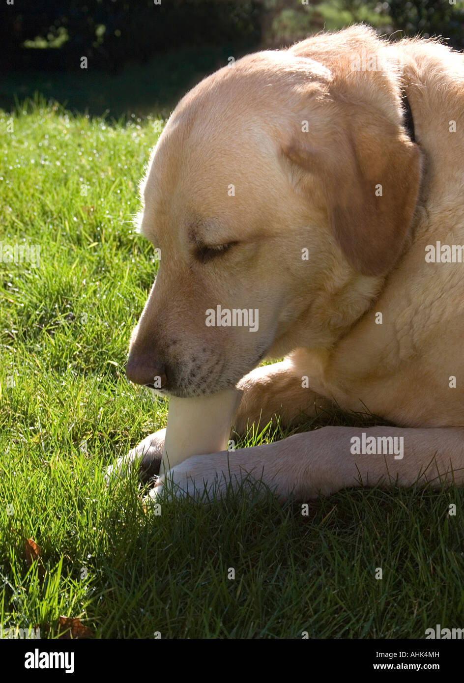 golden labrador eating marrow bone Stock Photo - Alamy