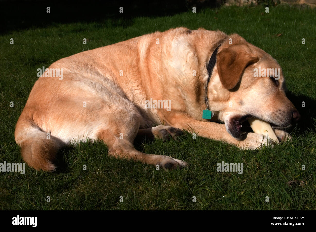 white labrador chewing bone Stock Photo - Alamy