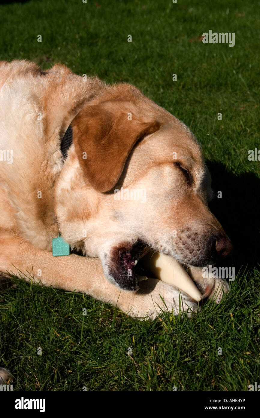 white labrador chewing bone Stock Photo - Alamy