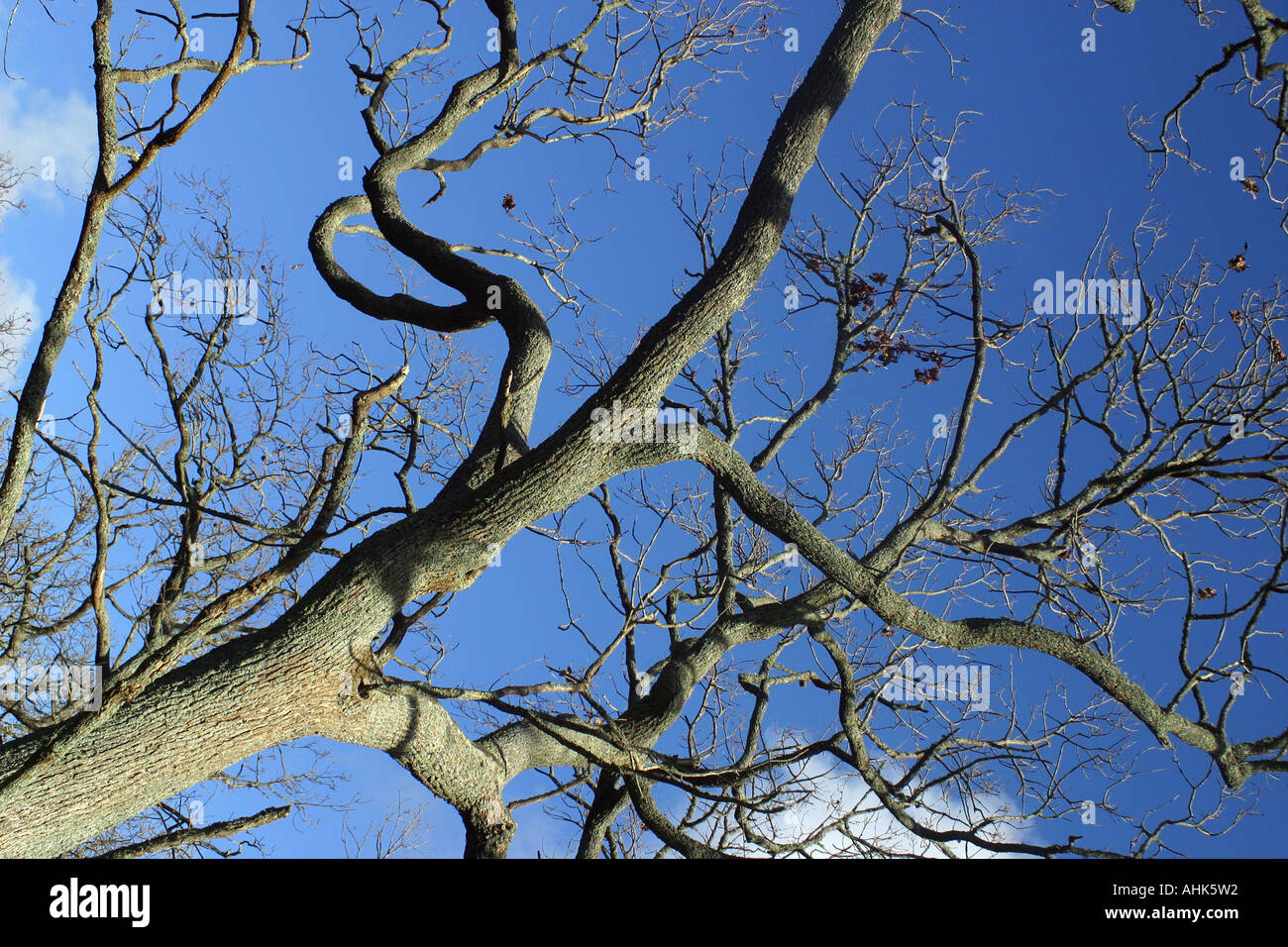 Trees in a parkland Stock Photo - Alamy