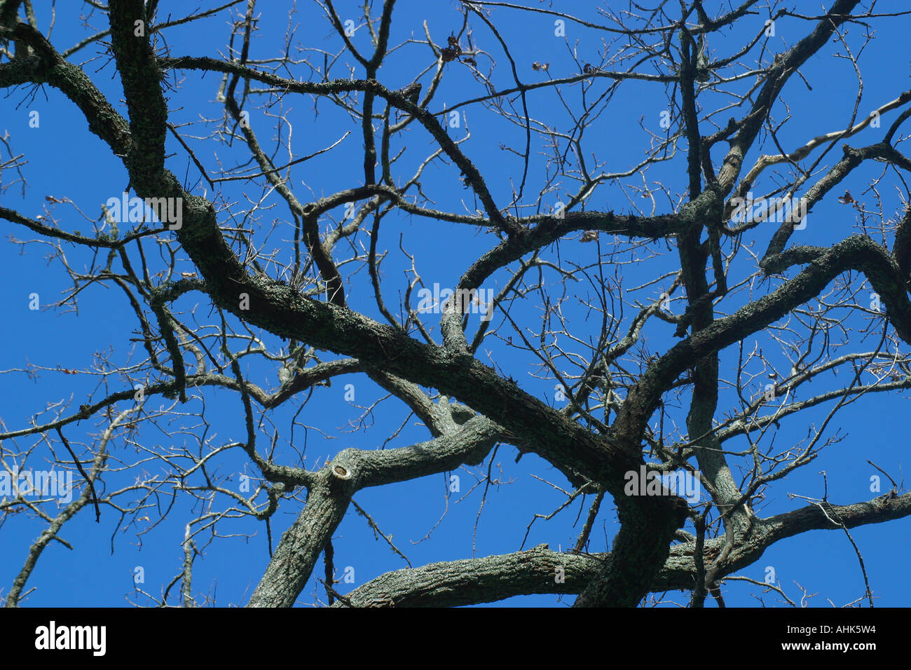 Trees with blue sky Stock Photo - Alamy