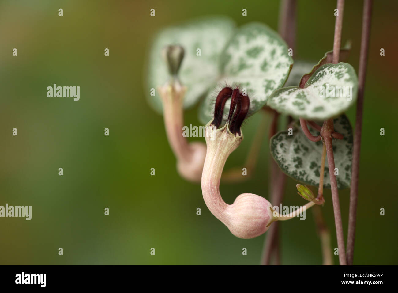String of hearts hi-res stock photography and images - Alamy