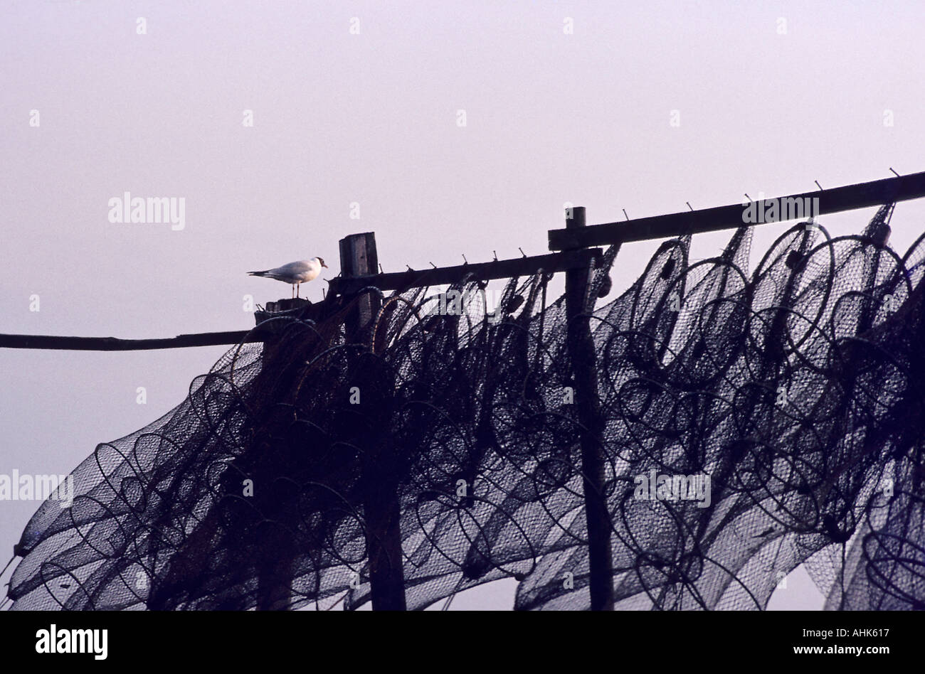 Seagull with fishnet Stock Photo - Alamy