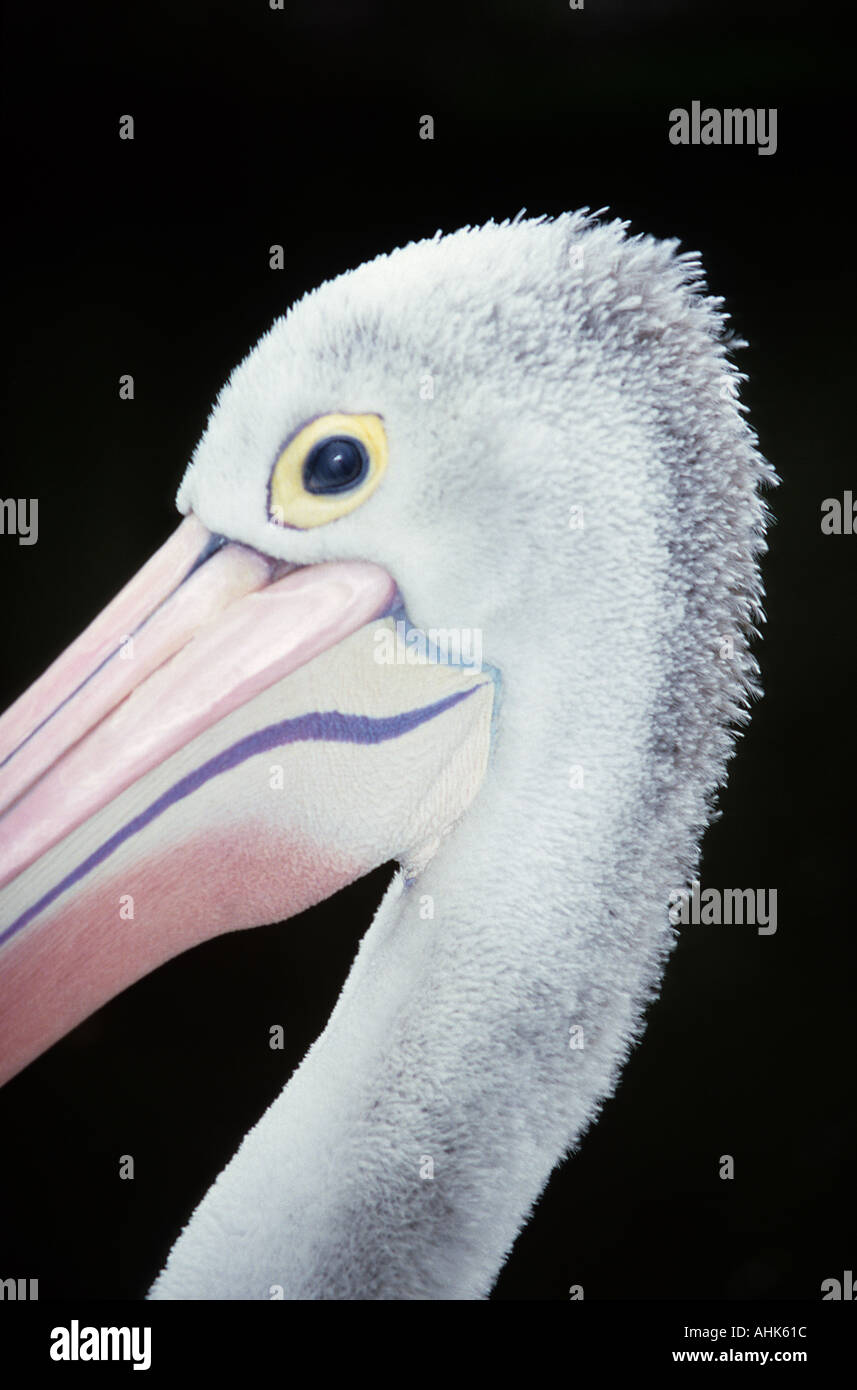 Profile of a pelican hi-res stock photography and images - Alamy
