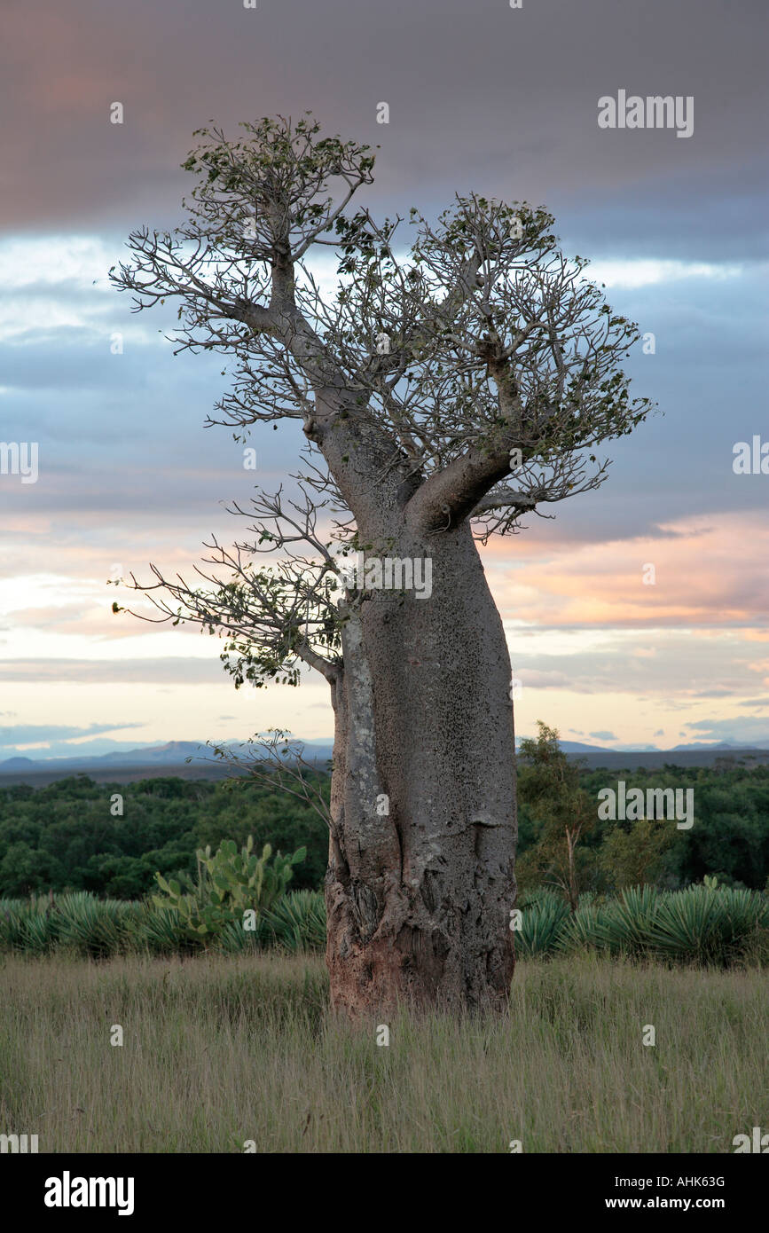 Adansonia Za Baobab Tree High Resolution Stock Photography and Images ...