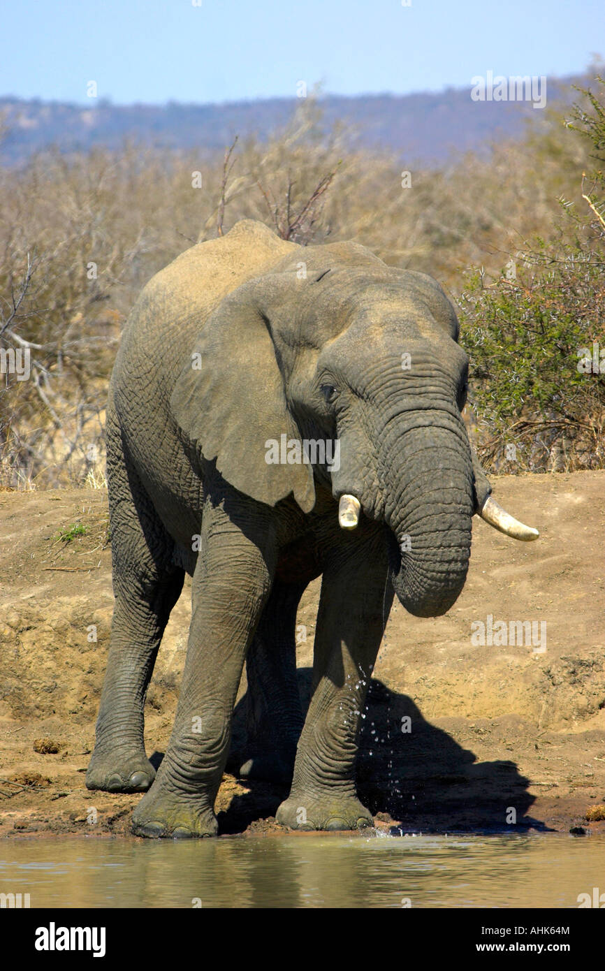 African elephant drinking Stock Photo - Alamy