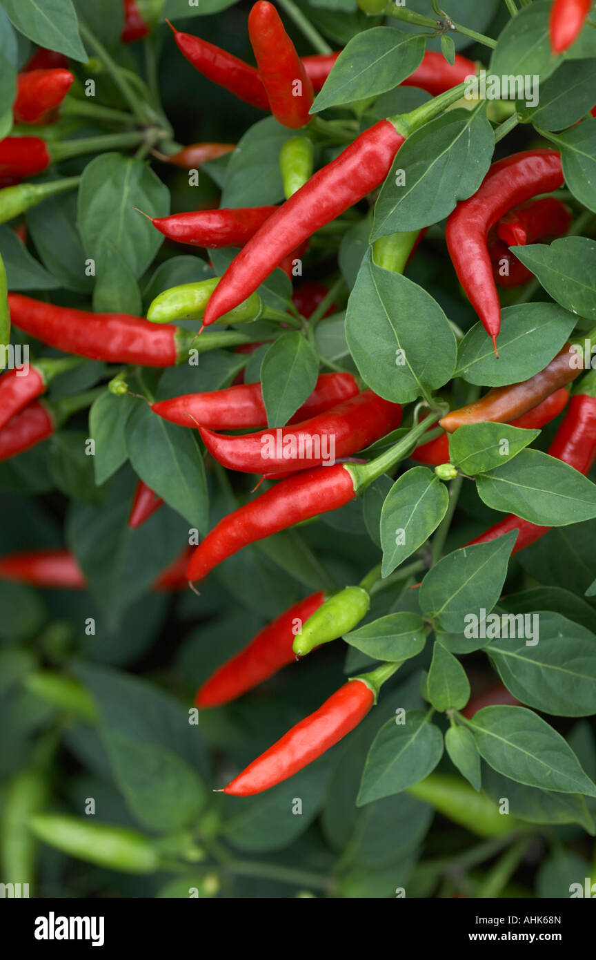 Capsicum annum Tri colour variegata Stock Photo - Alamy