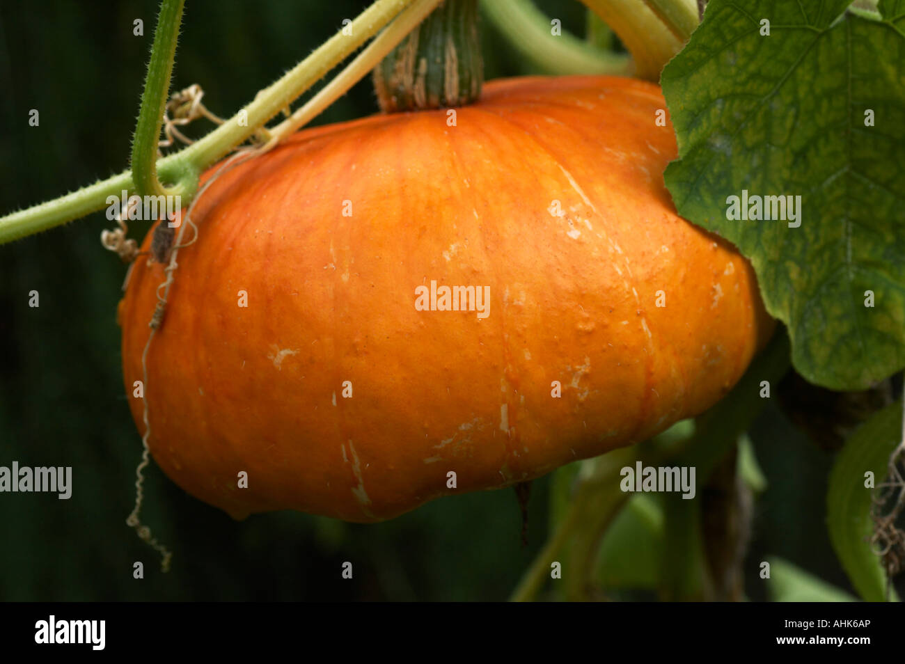 Squash Turk s Turban Stock Photo - Alamy