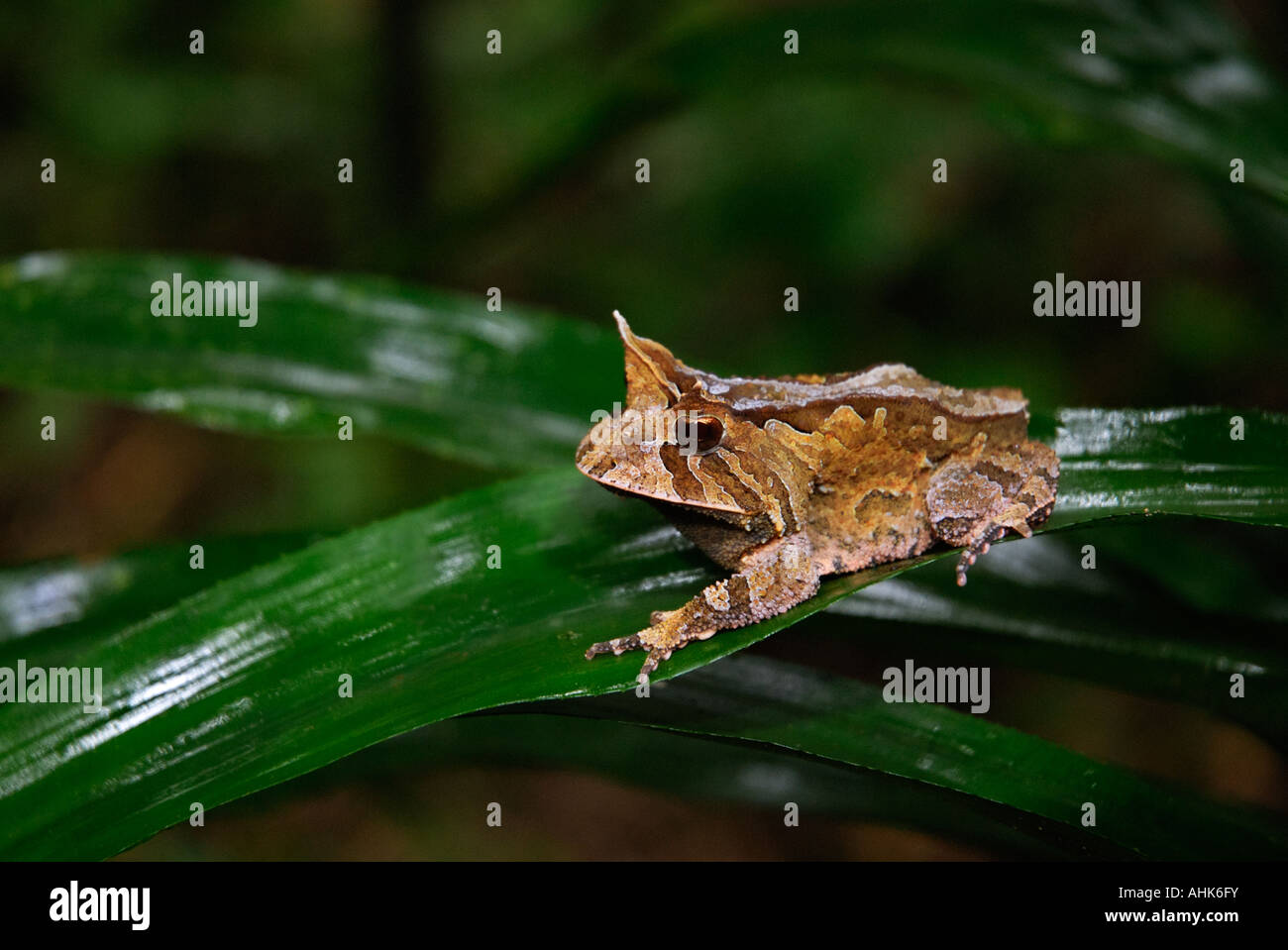 Horn frog hi-res stock photography and images - Alamy