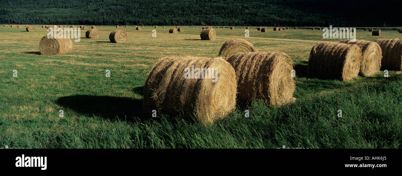Canada British Columbia Hay rolled into bales in rancher s fields near ...