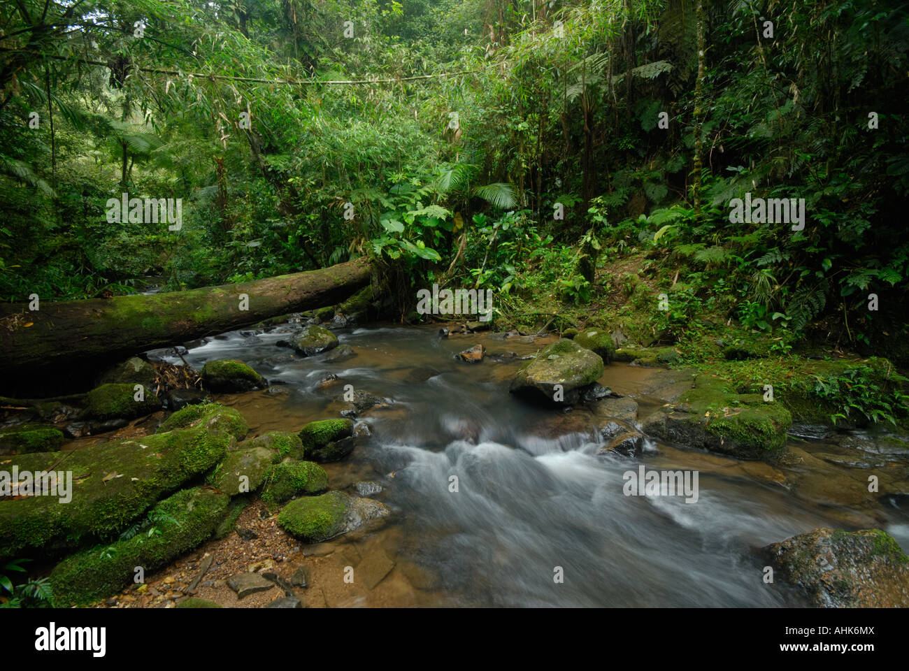 River stream in green forest hi-res stock photography and images - Alamy
