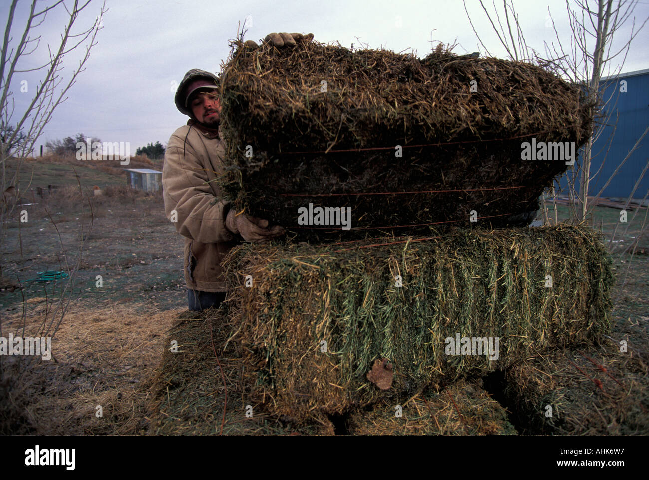 USA Washington MR Ranch hand works piling hay bales at farm outside ...