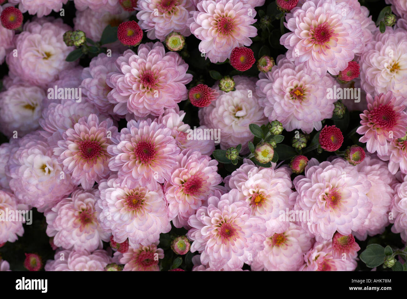 Chrysanthemum Gigi Pink Stock Photo - Alamy