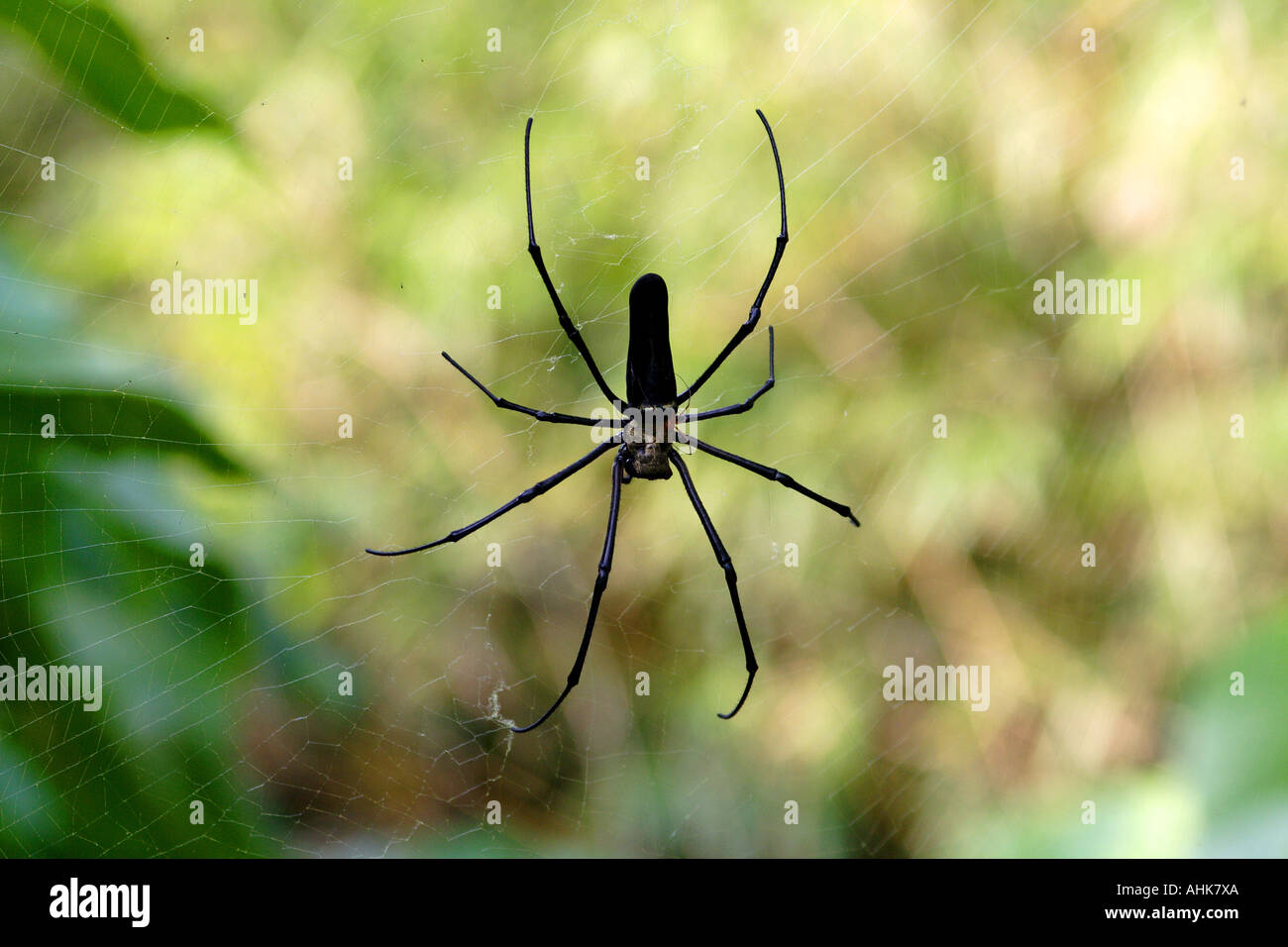 A Woodland Spider on a Web, Hong Kong Hiking Trail Stock Photo - Alamy