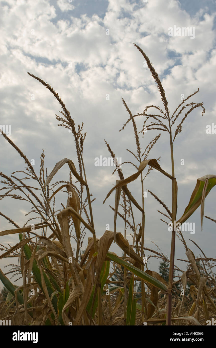 Fall harvest: Close-up on top of a Corn Stock Photo - Alamy