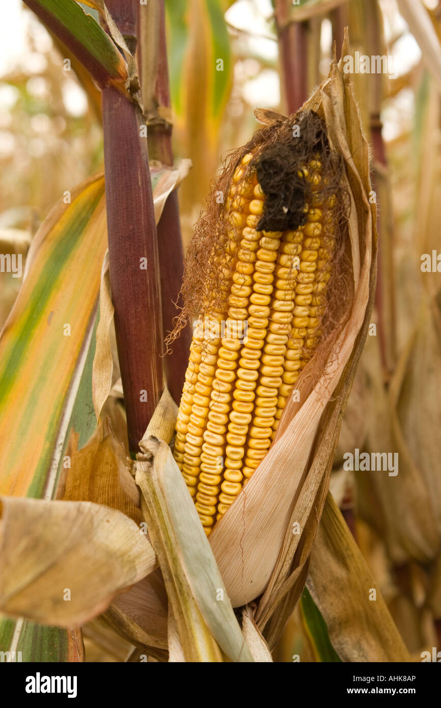 Fall harvest: Close-up on a Corn Stock Photo - Alamy