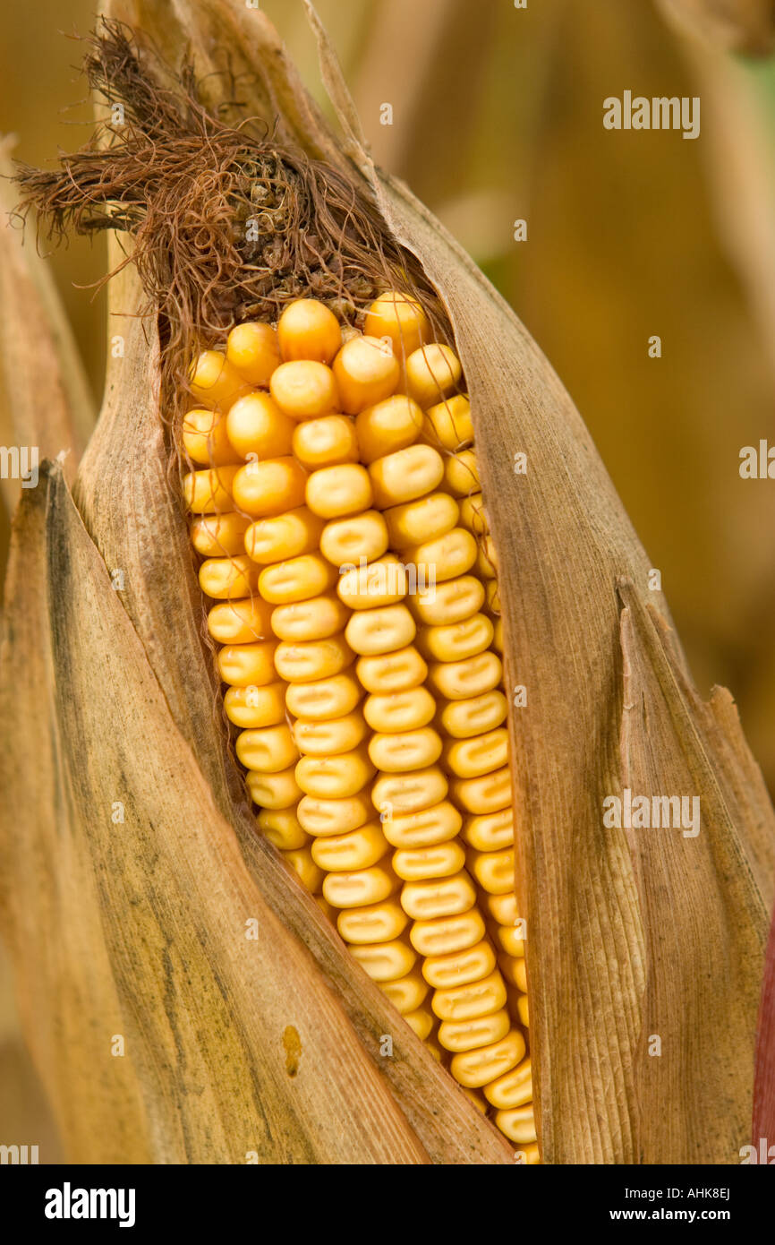 Fall harvest: Close-up on a Corn Stock Photo - Alamy
