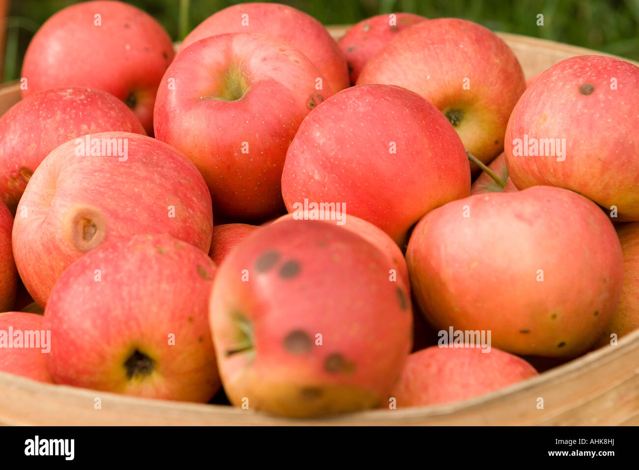 Such a small apples hi-res stock photography and images - Alamy