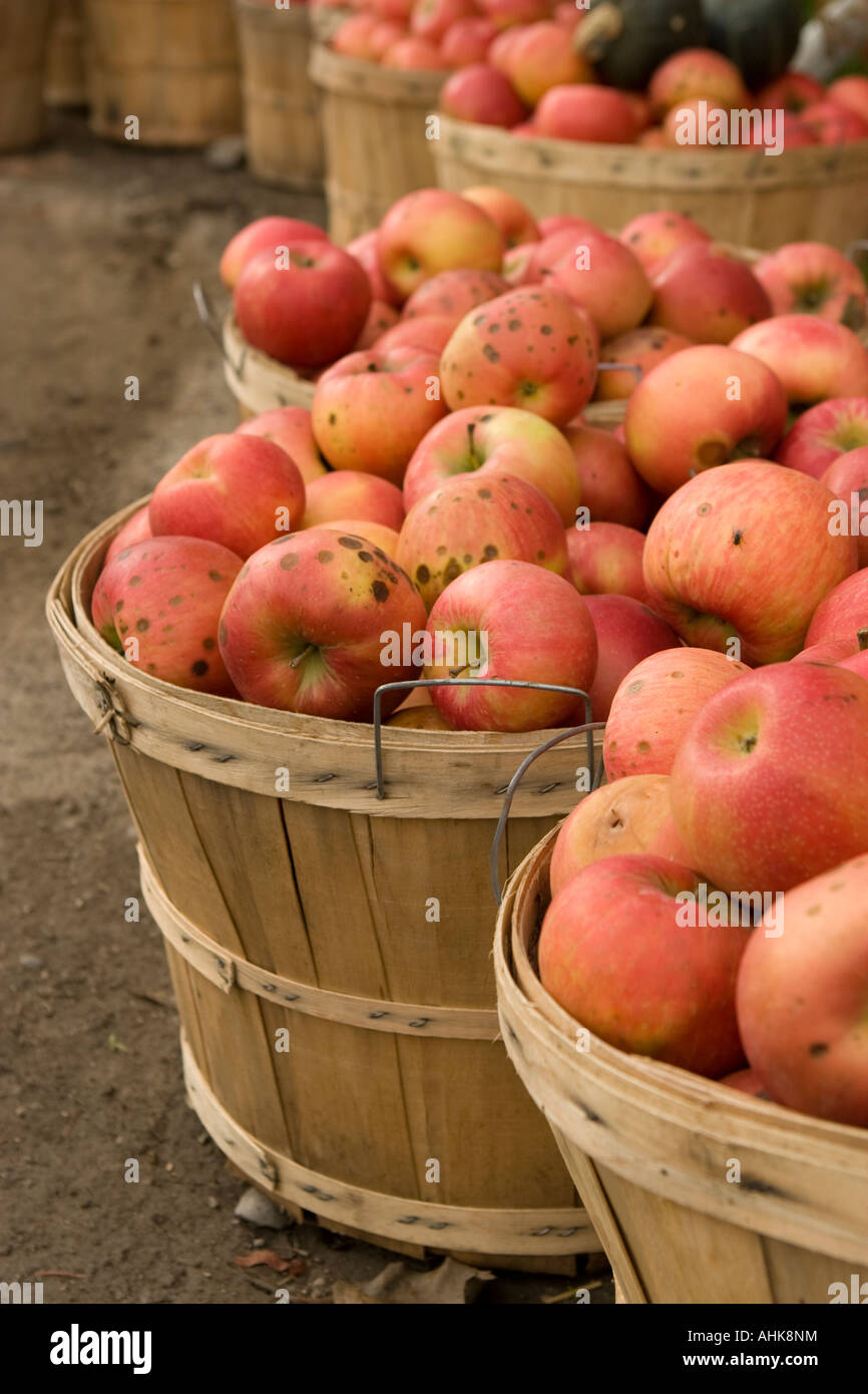 Pile of apples in a basket Stock Photo - Alamy