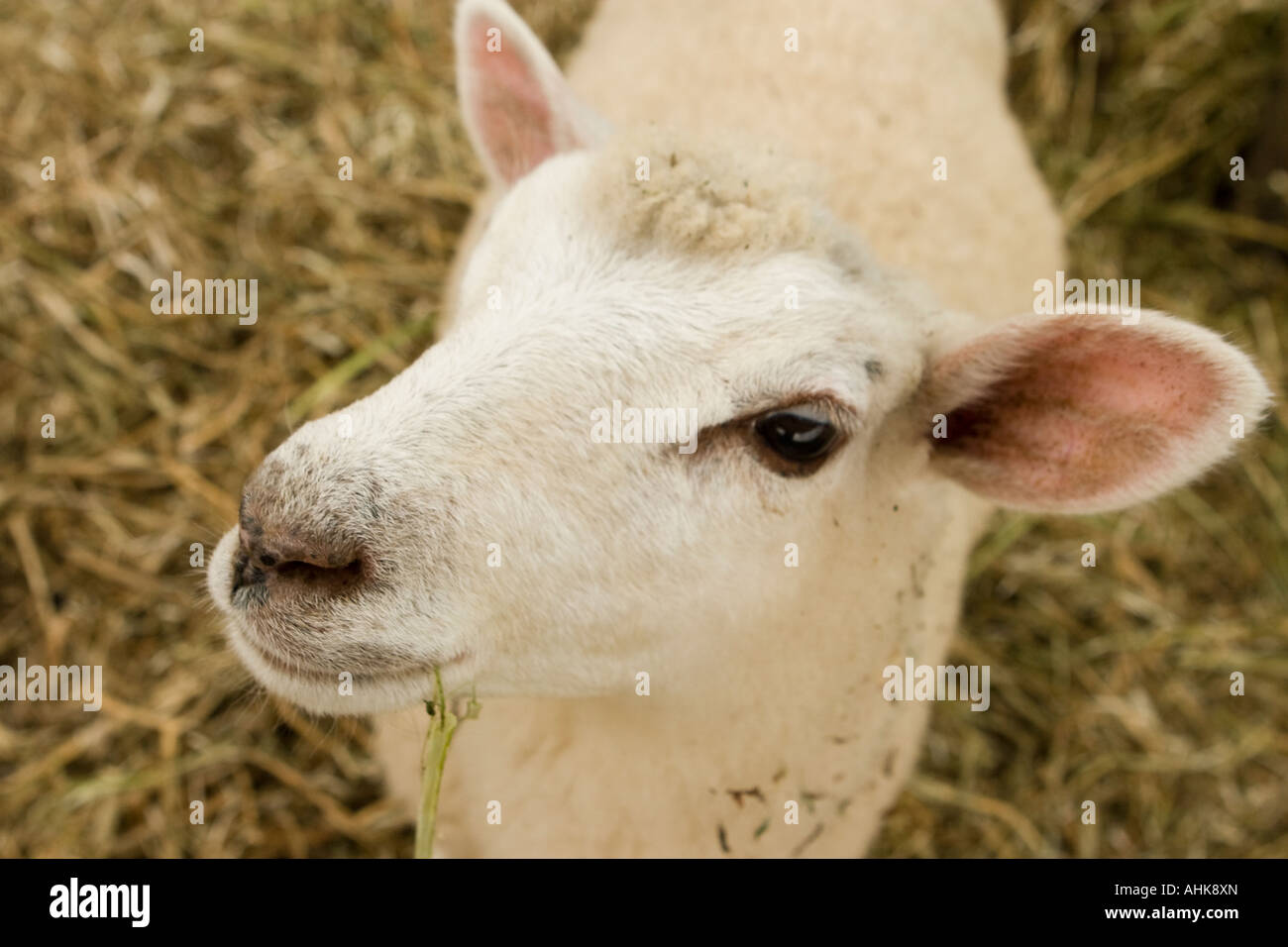 Close up on a little white lamb Stock Photo - Alamy