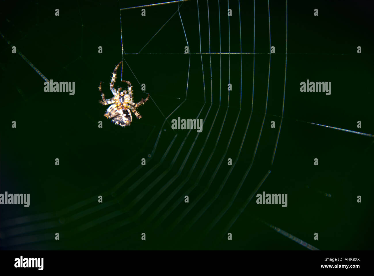 Spider Weaving a Complicated Web Stock Photo - Alamy